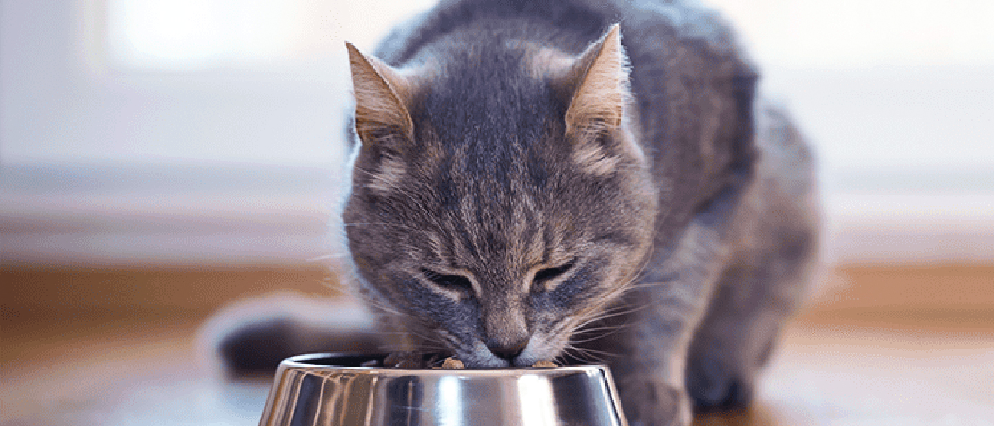 Prawidłowa waga u kotów i jak ją utrzymać | Perfect Fit™